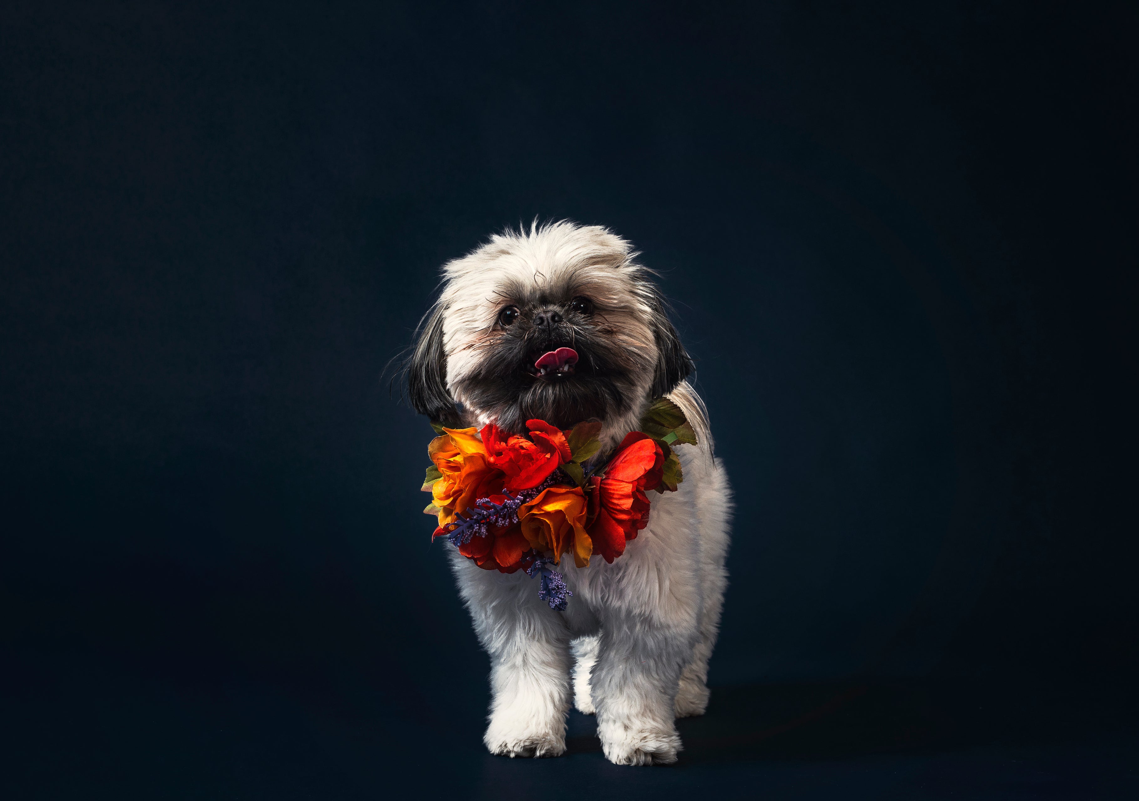Five Star Dog Bags | Five Star Dog Bags